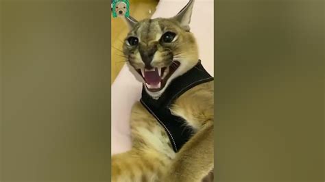 Shorts Pumba Caracal Floppa Youtube