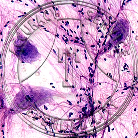 Nerve Cell Microscope Slide Microscope Slides Of Cells And Tissues