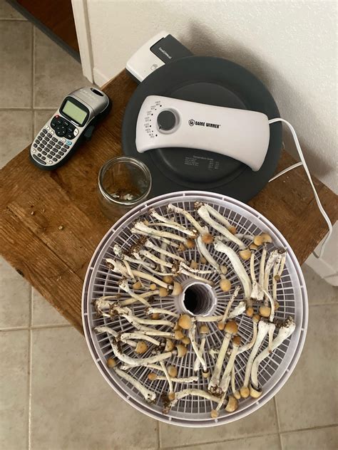 Casual Morning Picking From One Of My Tubs R MagicMushrooms