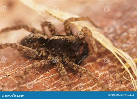 Closeup On A Hairy Black Wolf Spider Pardosa In The Garden Stock