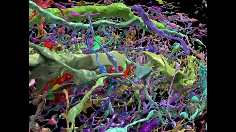 Reverse Engineering The Brain David Cox Open Transcripts