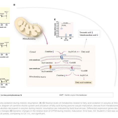 Transcriptomic Profiling Of Porcine Oocyte Maturation A Schematic