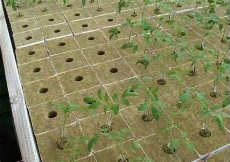 pin on rock wool b ocks for breed seeding at sa
