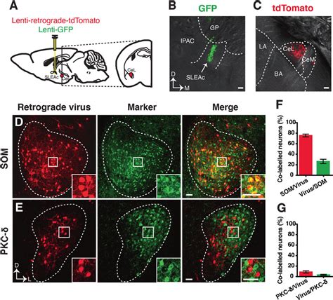 Somatostatin Neurons In The Cel Project To The Sleac A Schematic Download Scientific Diagram