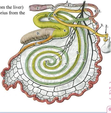 Ruminant Intestines Diagram Quizlet