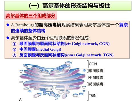 2023年高中生物竞赛课件：高尔基体的结构和功能共40张ppt 21世纪教育网