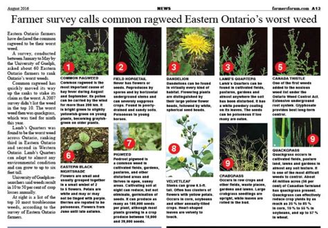 Eastern Ontario Farmers Worst Weed Is Ragweed