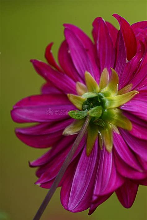 Pink Flower With Blur Background Stock Image Image Of Flora Peony