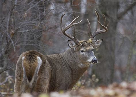 Cwd Confirmed In Farm Raised Deer In Lincoln County Outdoor News