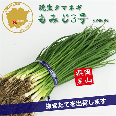 【楽天市場】タマネギ もみじ3号 晩生 野菜苗 100本 岡山県産 たまねぎ苗 フラワーブルームの苗 【苗 タマネギ 玉ねぎ 玉葱 たまねぎ苗