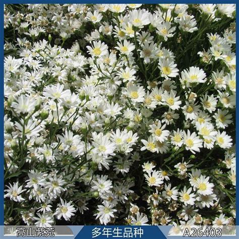 高山紫菀
