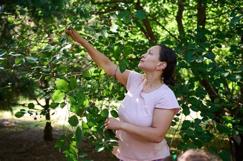 Multi Ethnic Amateur Female Farmer Gathering Crop Of Ripe Sweet Cherry