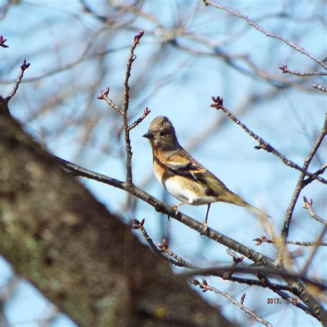 教えてください 日本の野鳥識別図鑑