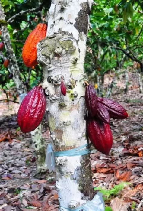 巧克力的原料 可可图片 植物作物图片 地理教师网