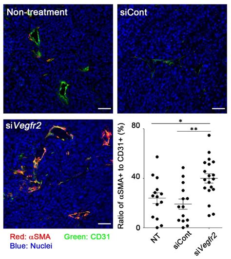 Vascular Normalization In Mc38 Tumors By Knockdown Of Vegfr2 Mc38