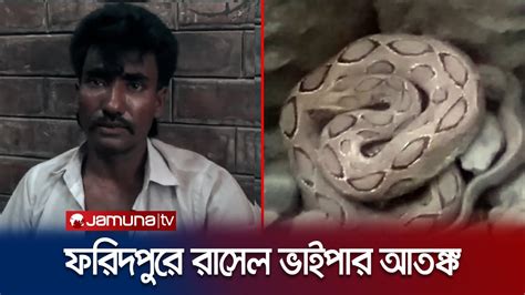 অজগর ভেবে ধরলেন রাসেল ভাইপার এক ছোবলেই শেষ সাপুরে Faridpur