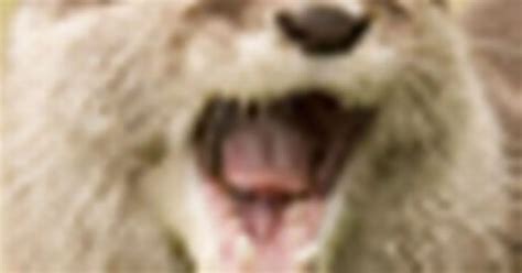 Welsh Scientists Warning Over Reproductive Health Of Male Otters