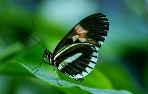 Más De 100 000 Fotos De Mariposa De Cerca Y Mariposa Gratis Pixabay