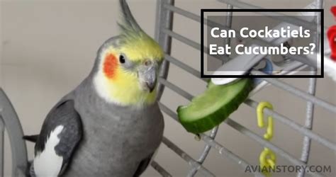 Can Cockatiels Eat Cucumbers The Exact Amount To Feed