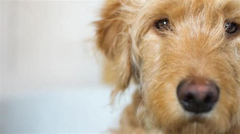 Cuál Es El Noble Acto De Los Perros En La Lucha Contra El Alzheimer