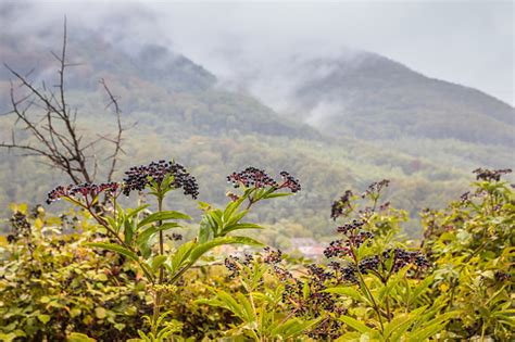 검은 열매와 안개 속의 낙엽 활엽수림이있는 산 경사면 흐린 흐린 아침에 산 경사면 여름에는 안개가 자욱한 산들 산에서 아름다운