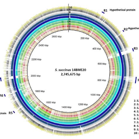 Circular Representation Of Genomes Of Different Lineagessub Lineages