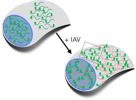 Closing In On The Causes Of Host Shutoff Pmc