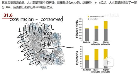 Mit 分子生物学 Part3 1 14 真核vs原核核糖体 哔哩哔哩