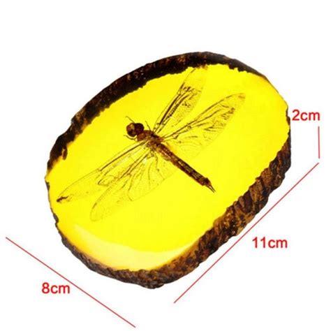 Dragonfly Fossil