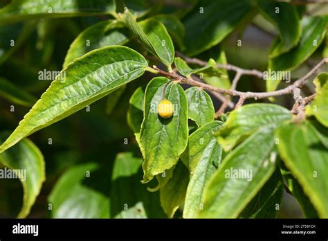 White Stinkwood Celtis Africana Is A Deciduous Tree Native To Part Of