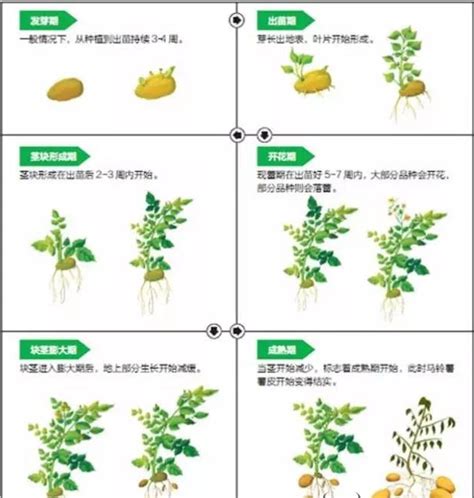 马铃薯成长日记建议收藏