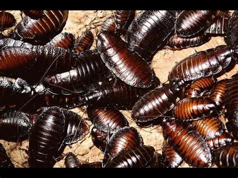 Cockroaches The Ultimate Survivors Facts And Myths Debunked Youtube