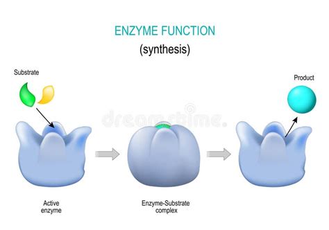 Enzyme Synthesis Stock Vector Illustration Of Model 89995773