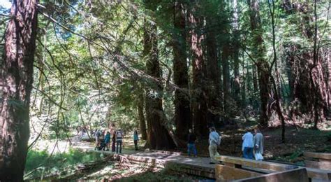 3 Hiking Trails In Muir Woods National Monument