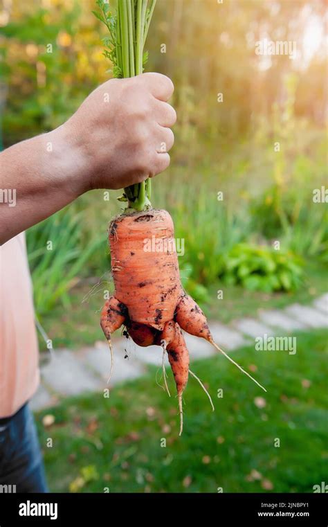 Mans Hand Holds A Huge Deformed Carrot Genetically Engineered