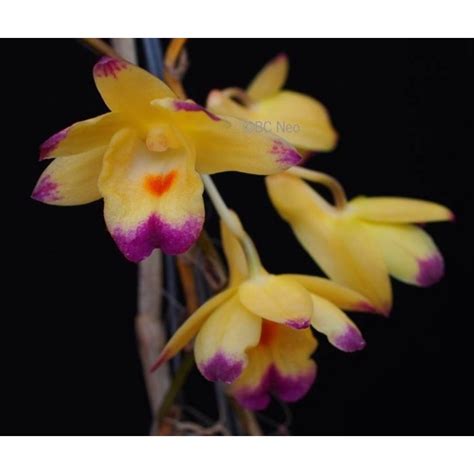 Jual Anggrek Dendrobium Sanguinolentum Bunga Dendrobium Dendro Sangui Shopee Indonesia