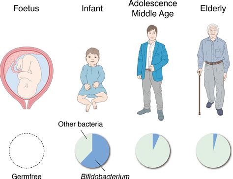 Forma De Heces Salud Intestinal Microbiota Grupoats Tec Br