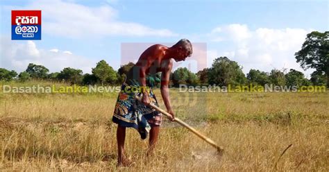 වියළි කාලගුණයෙන් හානි වූ වී වගා අක්කර ප්‍රමාණය 53 774 දක්වා ඉහළට