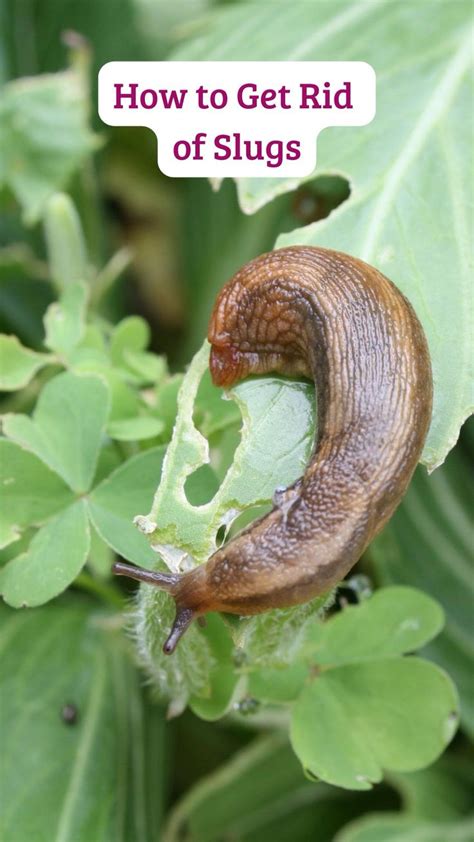 How To Get Rid Of Slugs From Your Garden Naturally Getting Rid Of