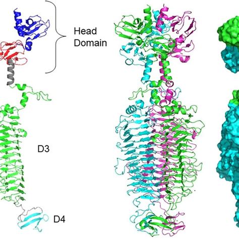 Overall Structure Of Tsp3 A Cartoon Representation Of The Monomer Download Scientific Diagram