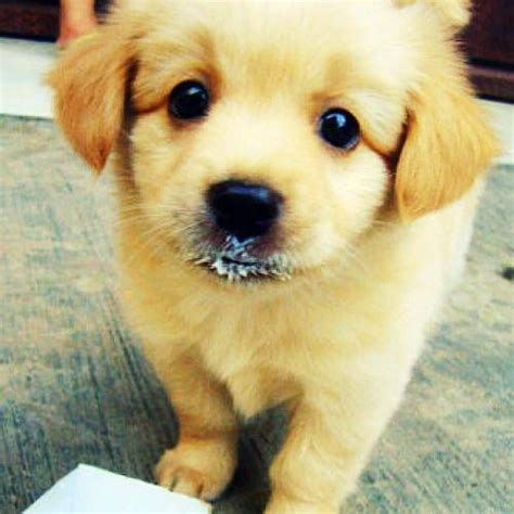 Perro Bebe Tierno