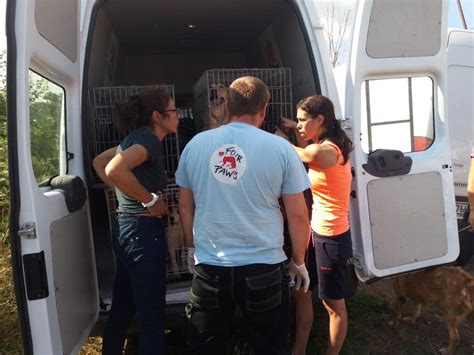 Четири лапи По рано днес избухна пожар в две селскостопански сгради в Драговищица в които се