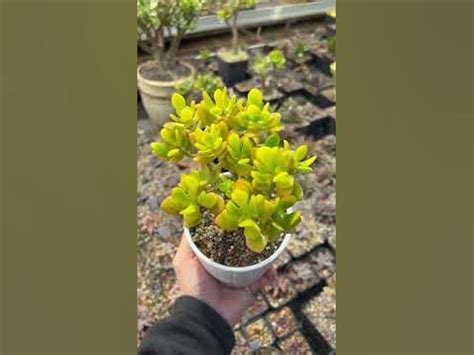 CRASSULA SUNSHINE РЕДКОЕ ДЕНЕЖНОЕ ДЕРЕВО КРАССУЛА ТОЛСТЯНКА ЭКЗОТИКА ...
