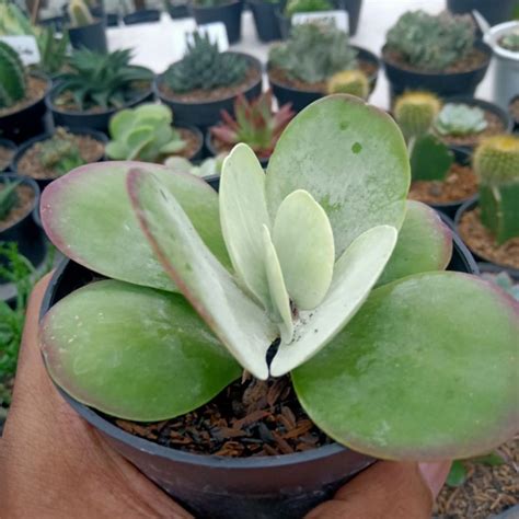 Jual Kaktus Dan Sukulen Flapjack Shopee Indonesia