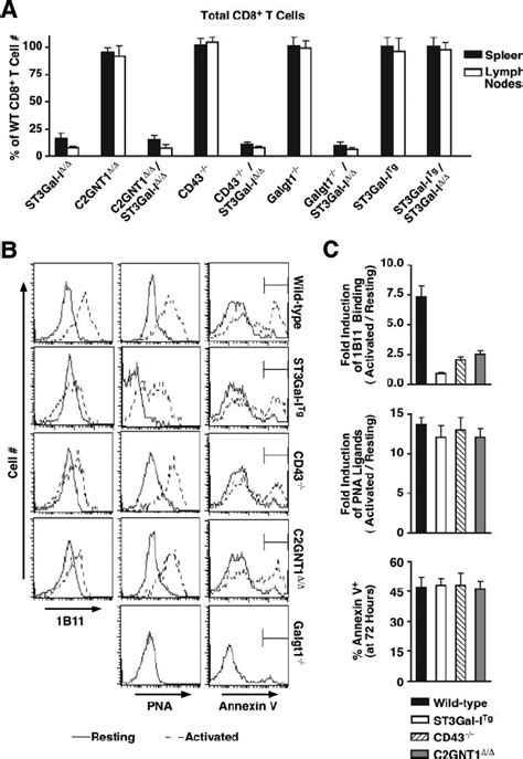 O Glycan Structure Secretory Pathway Positioning And Protein Or Download Scientific Diagram