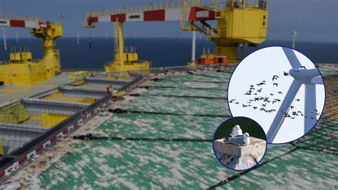 Bird Deterrent Systems For Offshore Operations Telecom It And Elv Systems