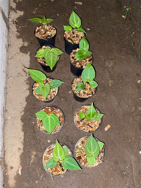 Anthurium Red Java Small Size On Hand Orchidbox Wholesale