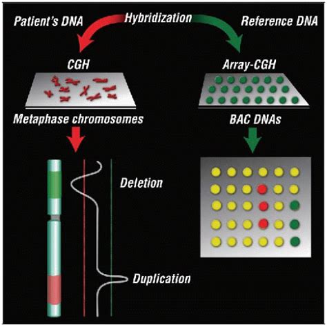 Dna Analysis Basicmedical Key