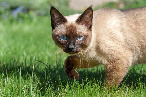 449 Siamese Cat Names Best 2024 Picks Blog Of Tom
