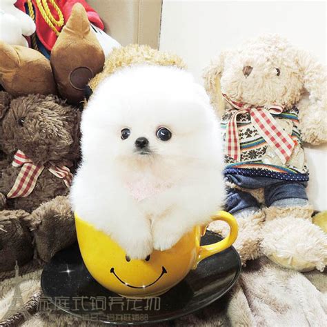 纯种博美犬博美幼犬茶杯博美犬博美俊介幼犬活体宠物狗狗g 虎窝淘